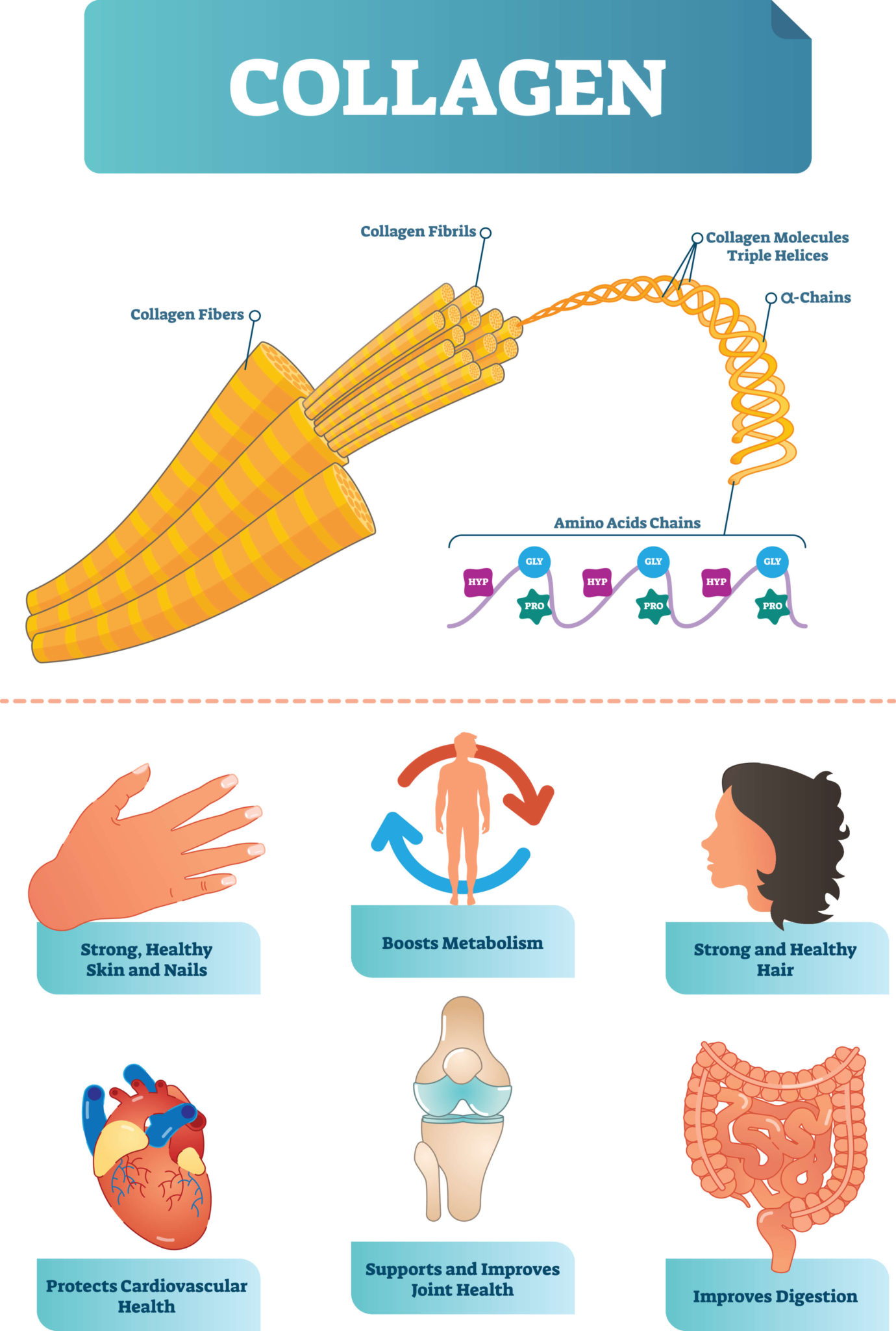 Do You Know the Benefits of Collagen? - Joint Fuel 360